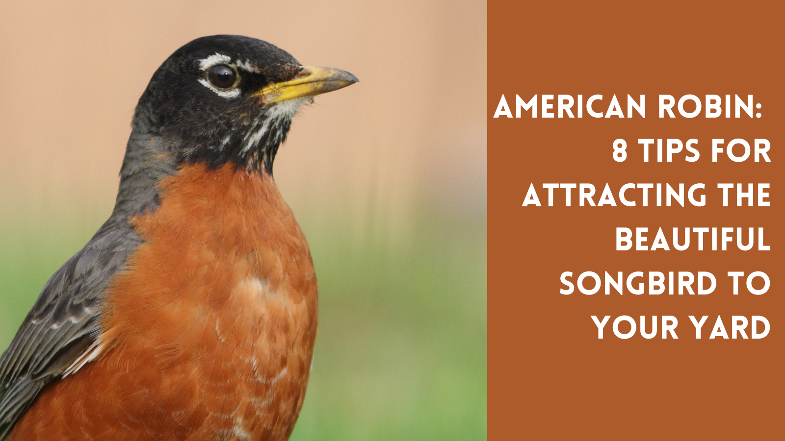 American Robin: Inviting them to your yard | Tayloe's Lawn Care
