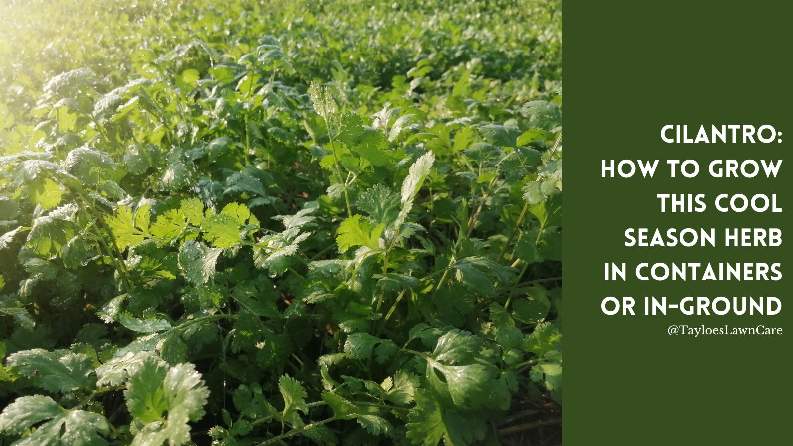 Cilantro: Grow, maintain, harvest | Tayloe's Lawn Care Services