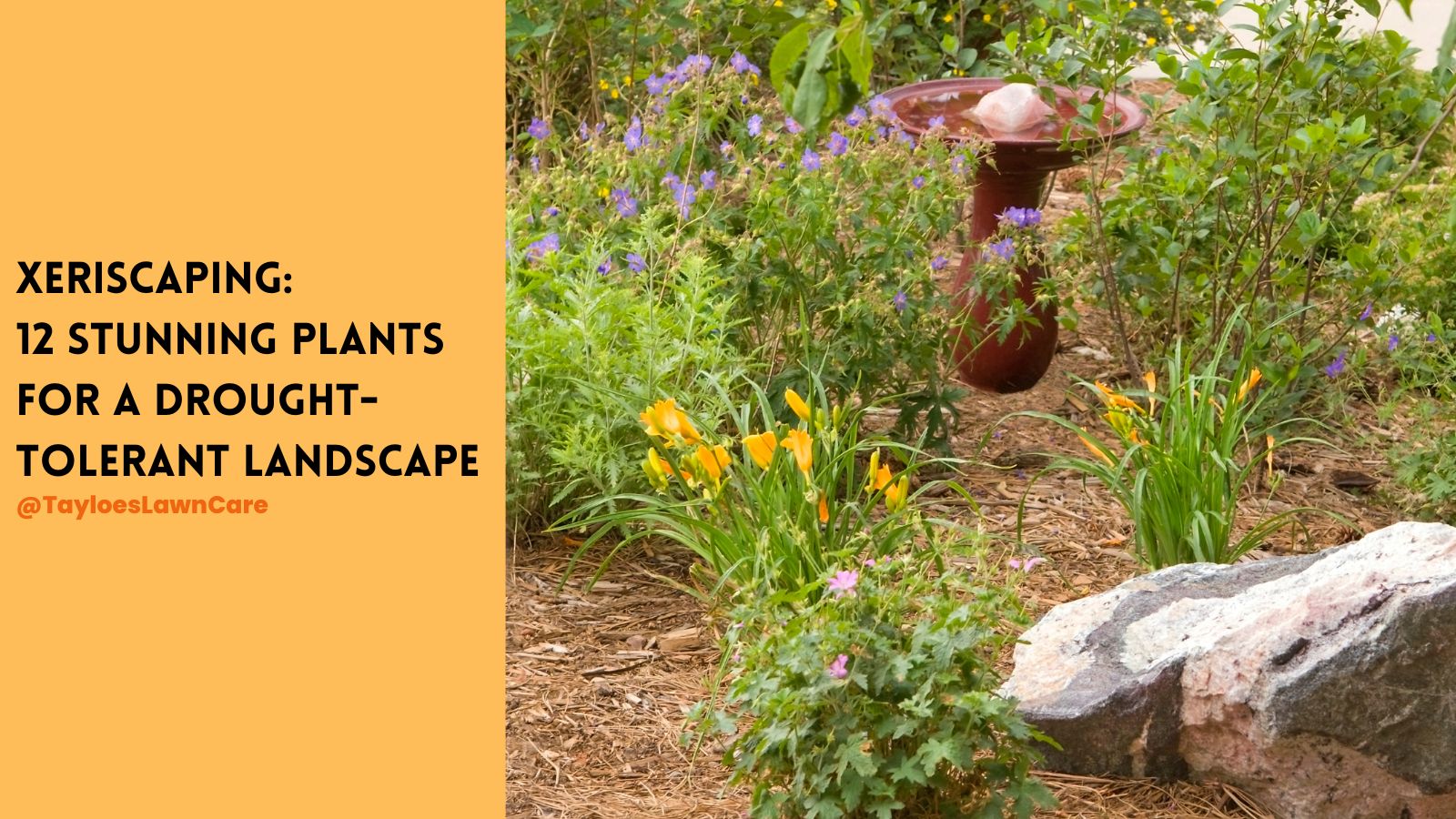 Xeriscaping guide for drought-tolerance | Tayloe's Lawn Care
