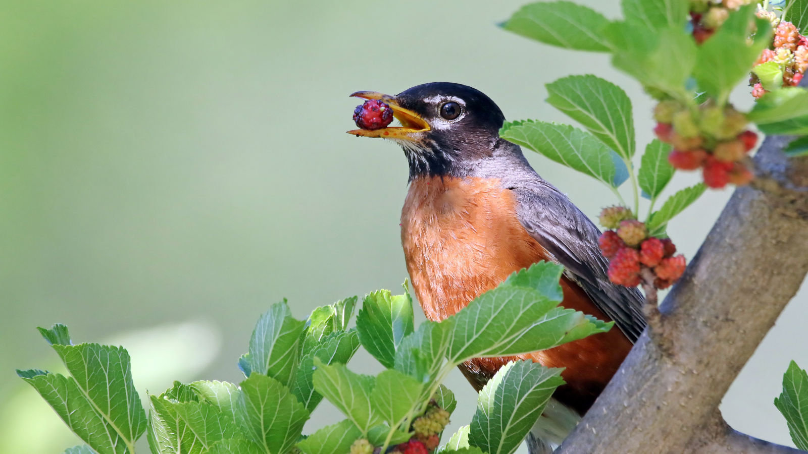 American Robin: Inviting them to your yard | Tayloe's Lawn Care