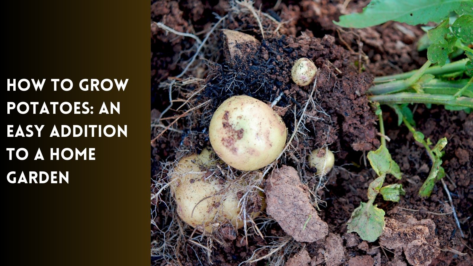 How to grow potatoes in your home garden | Tayloe's Lawn Care How to grow potatoes in your home garden | Tayloe's Lawn Care
