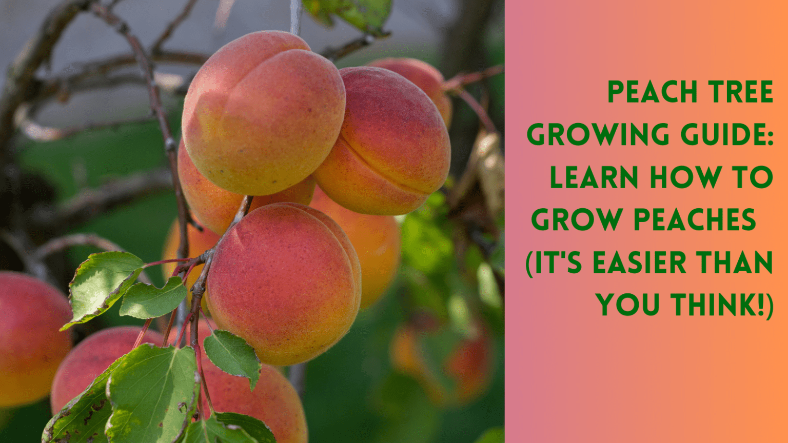 How to grow and care for peach trees | Tayloe's Lawn Care