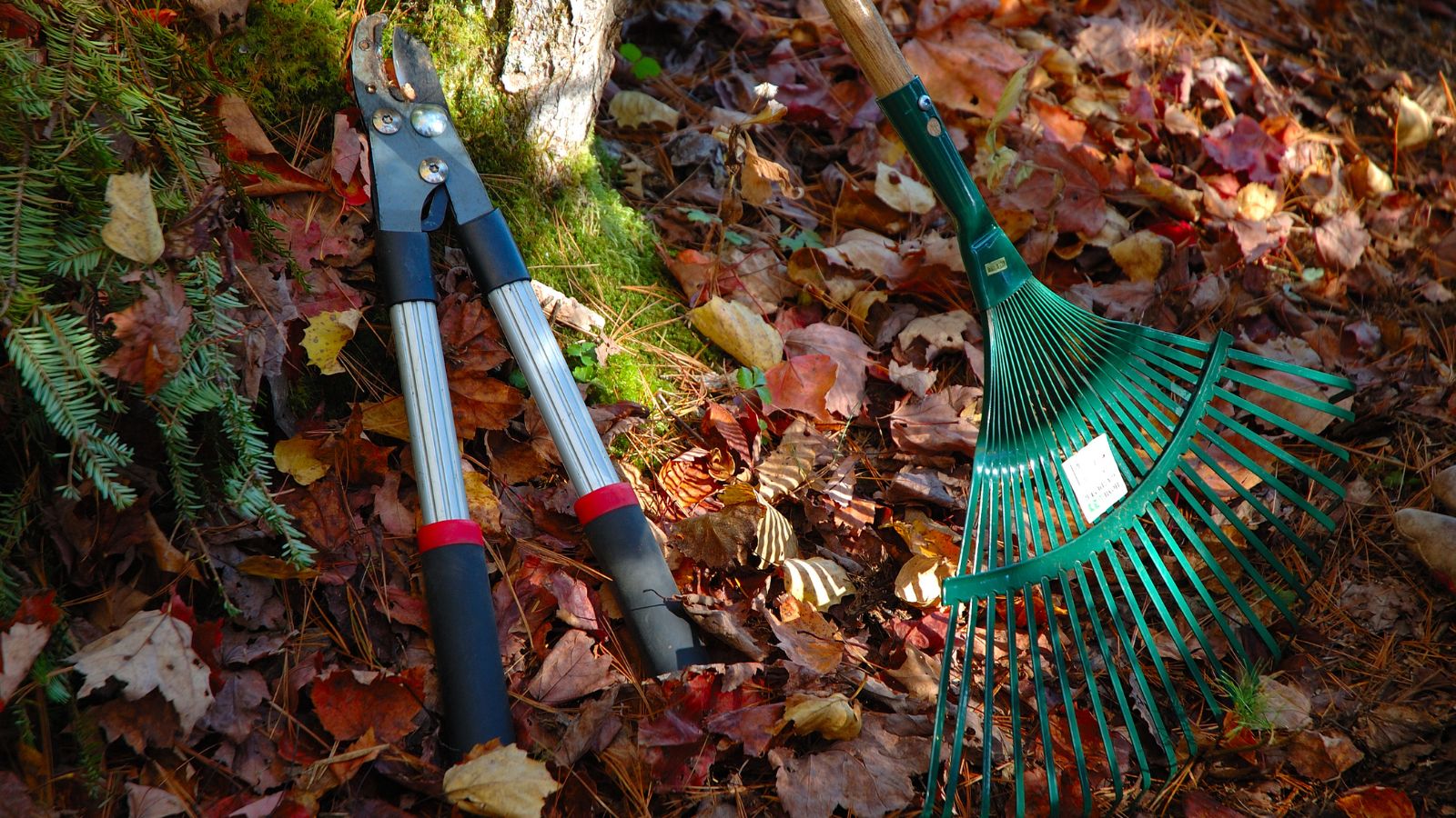 Yard Clean Up | Tayloe's Lawn Care Services | Aulander