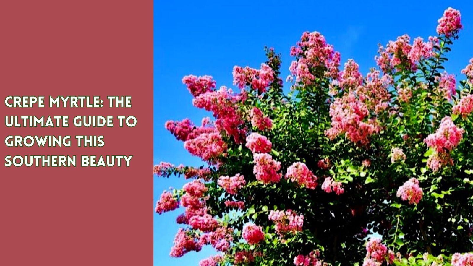 Crepe Myrtle: Comprehensive growing guide | Tayloe's Lawn Care