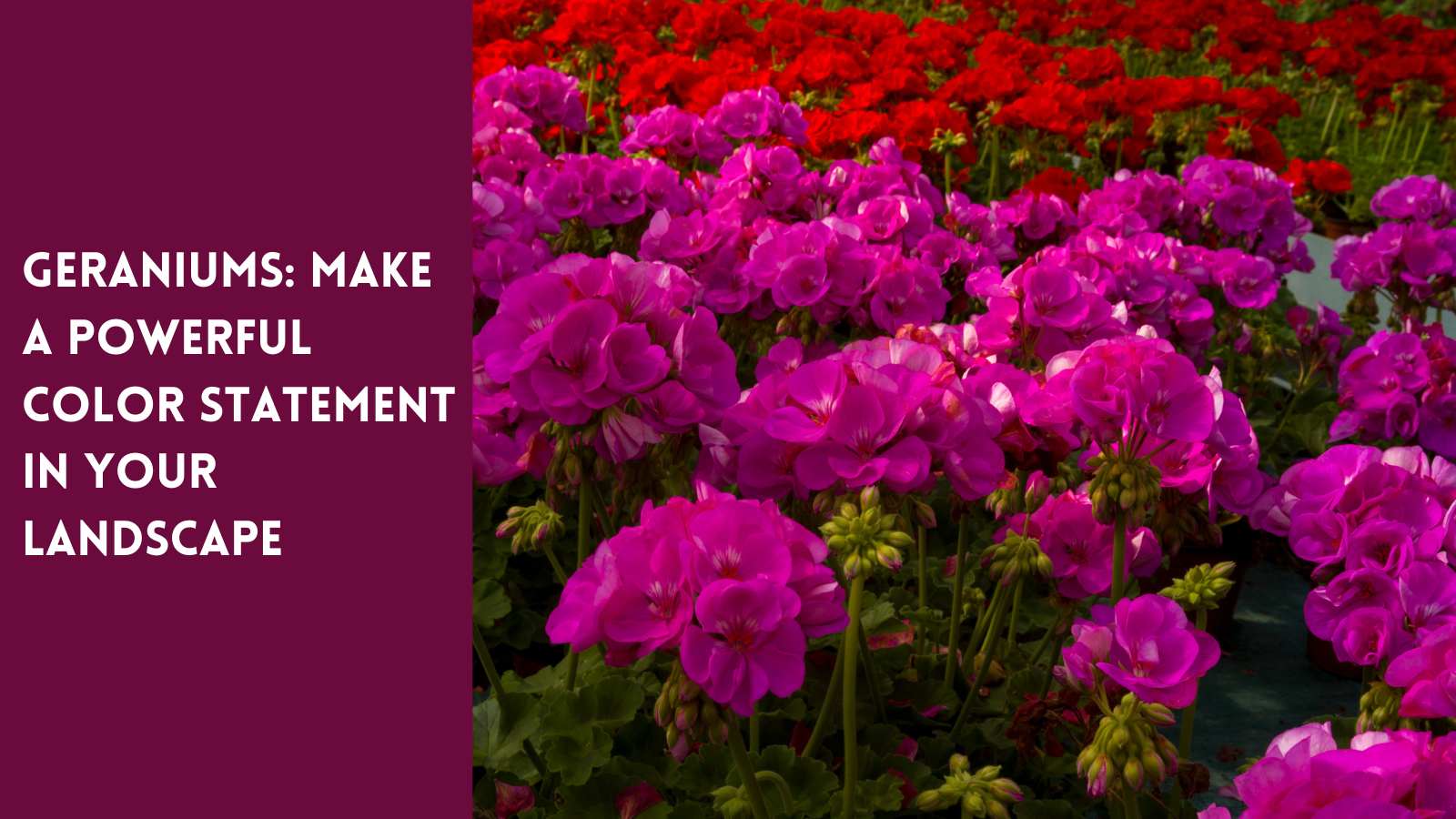 Geraniums: Growing and care guide | Tayloe's Lawn Care