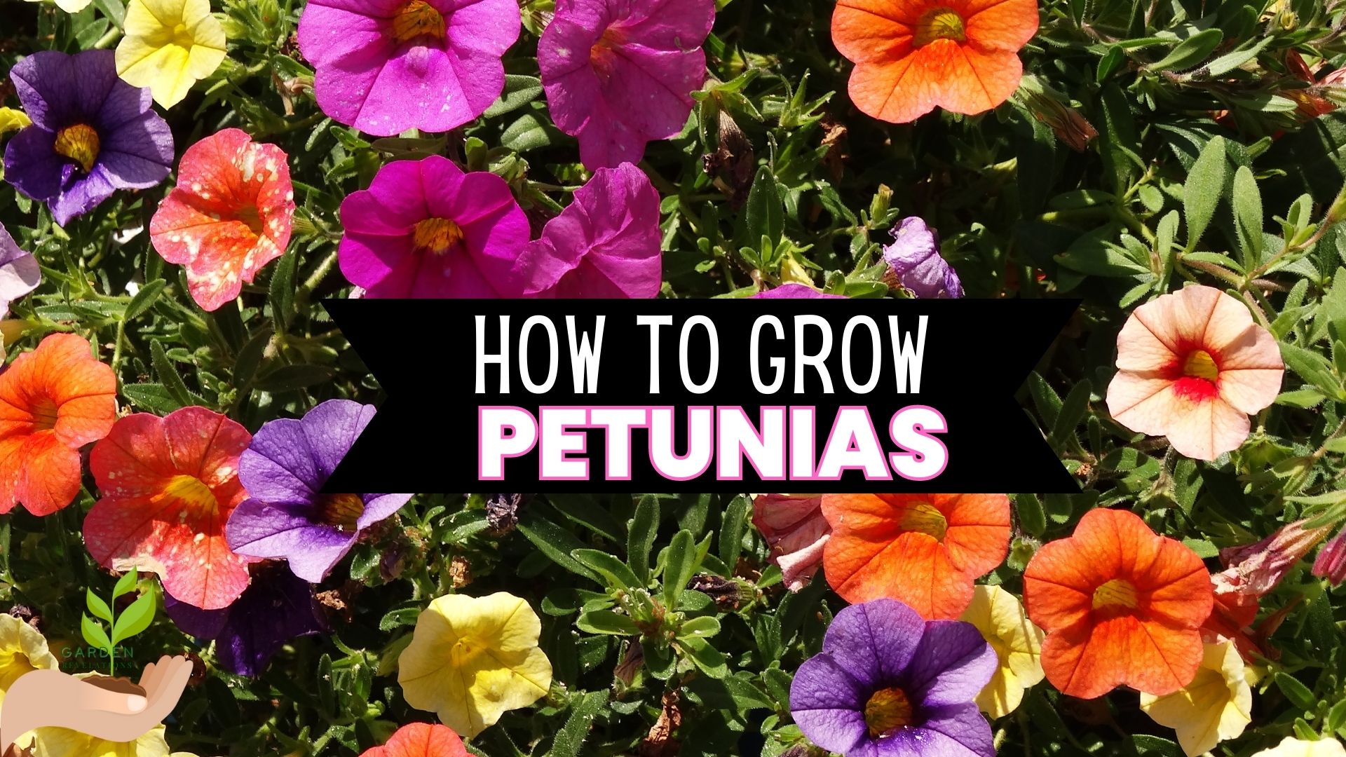 Petunias: A planting and care guide | Tayloe's Lawn Care Services