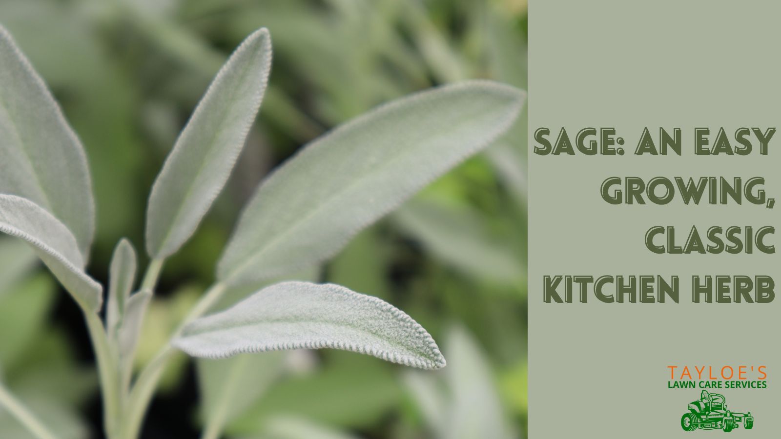 Sage Growing and Care Guide | Tayloe's Lawn Care Services