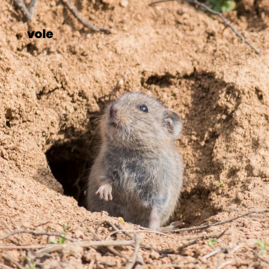 Moles or Voles? | Tayloe's Lawn Care