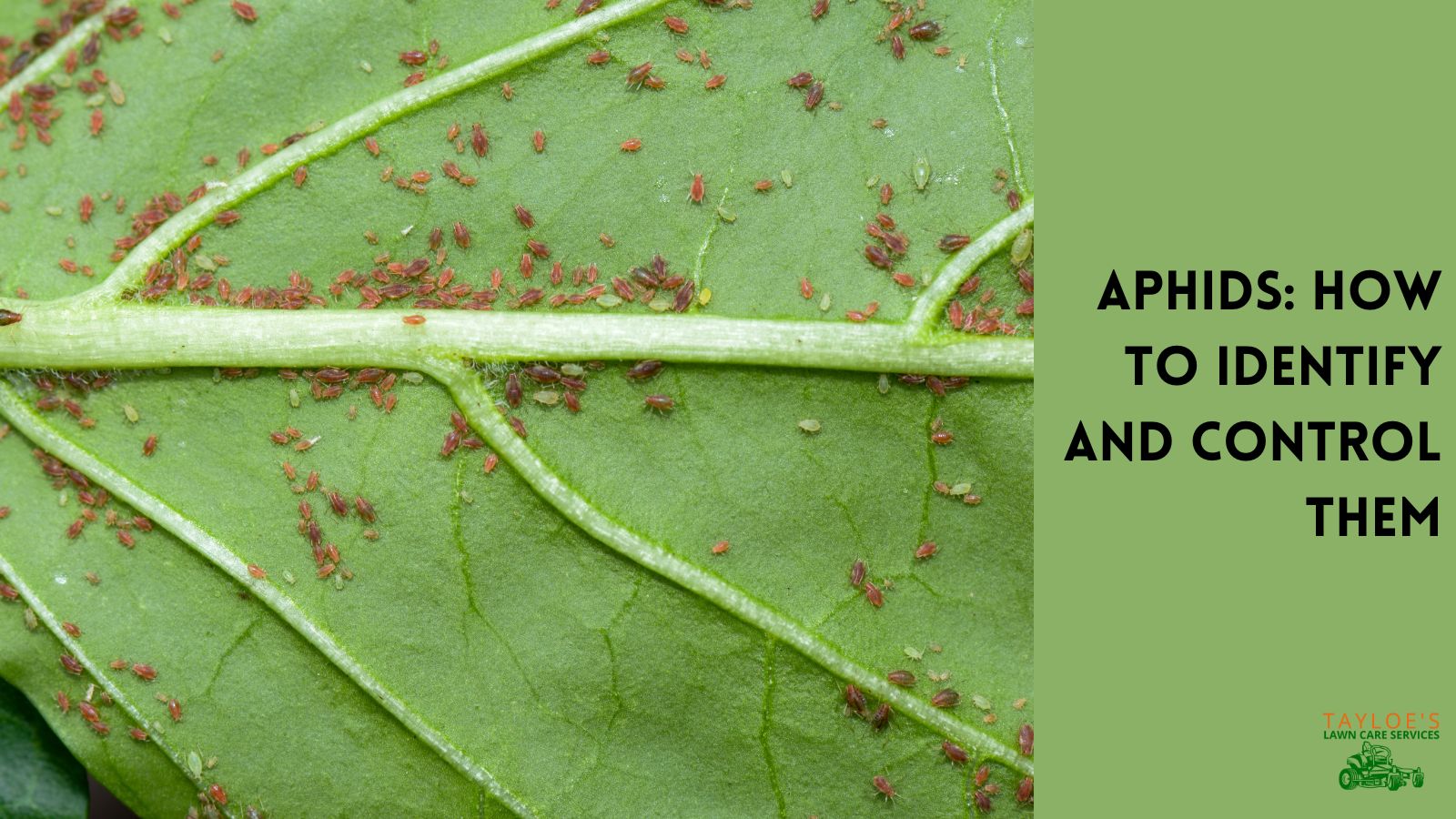 Aphids: How to identify them and manage infestations