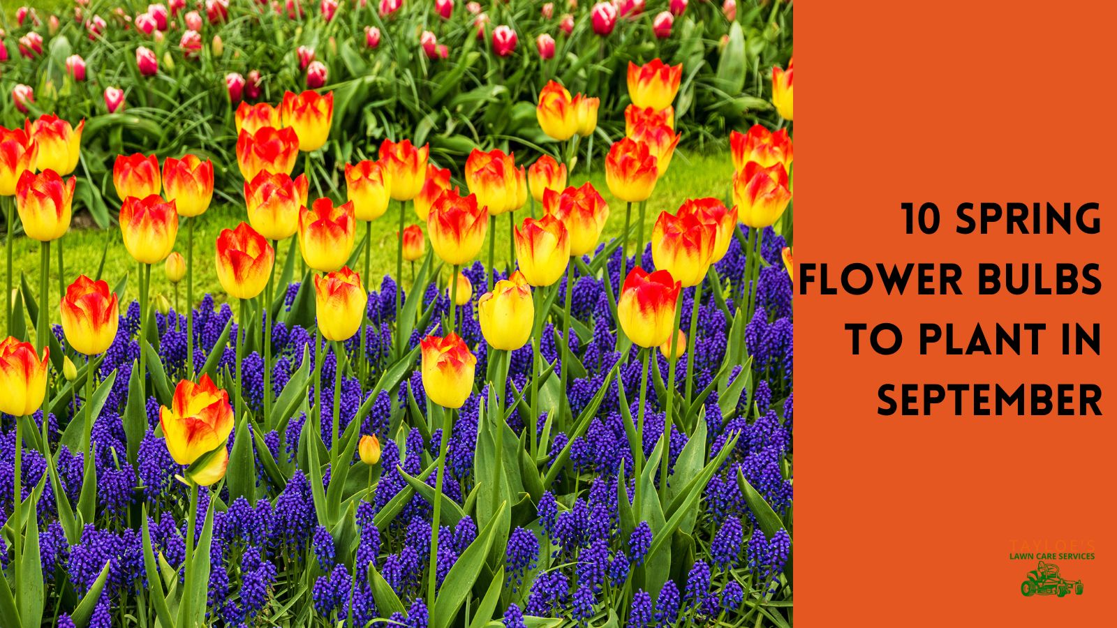 Spring flower bulbs to plant in September | Tayloe's Lawn Care