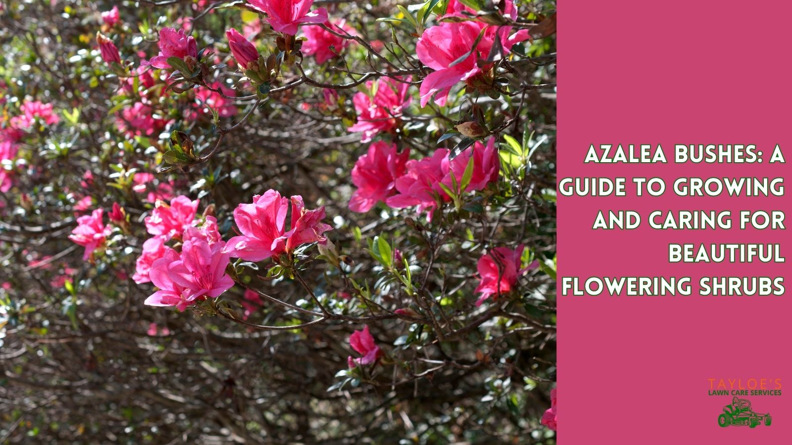 Azalea bushes growing guide | Tayloe's Lawn Care Services