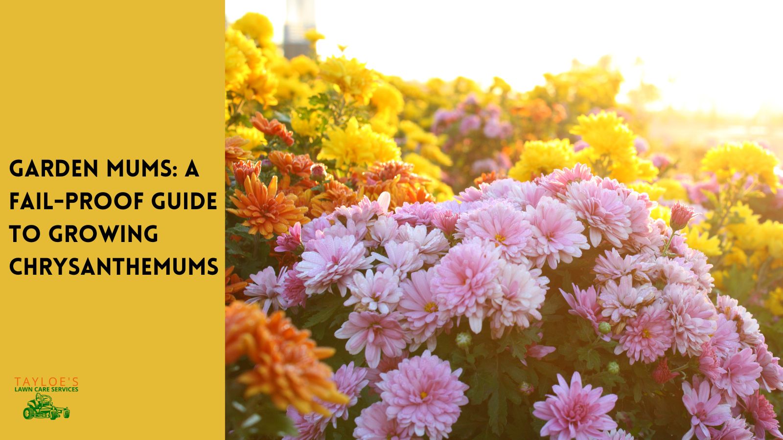 Mums: How to grow chrysanthemums | Tayloe's Lawn Care