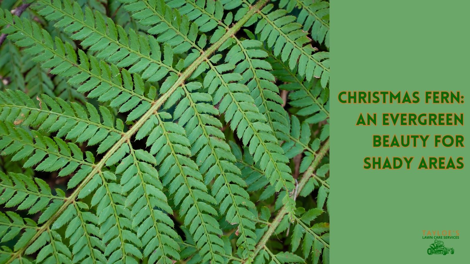 Christmas Fern: Growing and care guide | Tayloe's Lawn Care