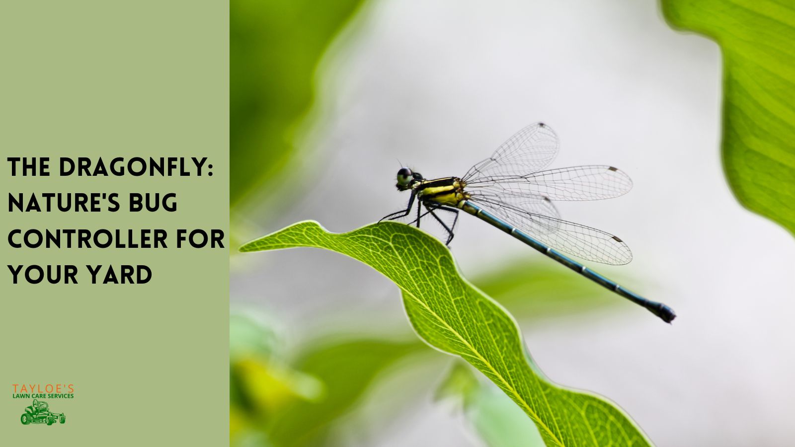 Dragonfly: Read how dragonflies control unwanted insects