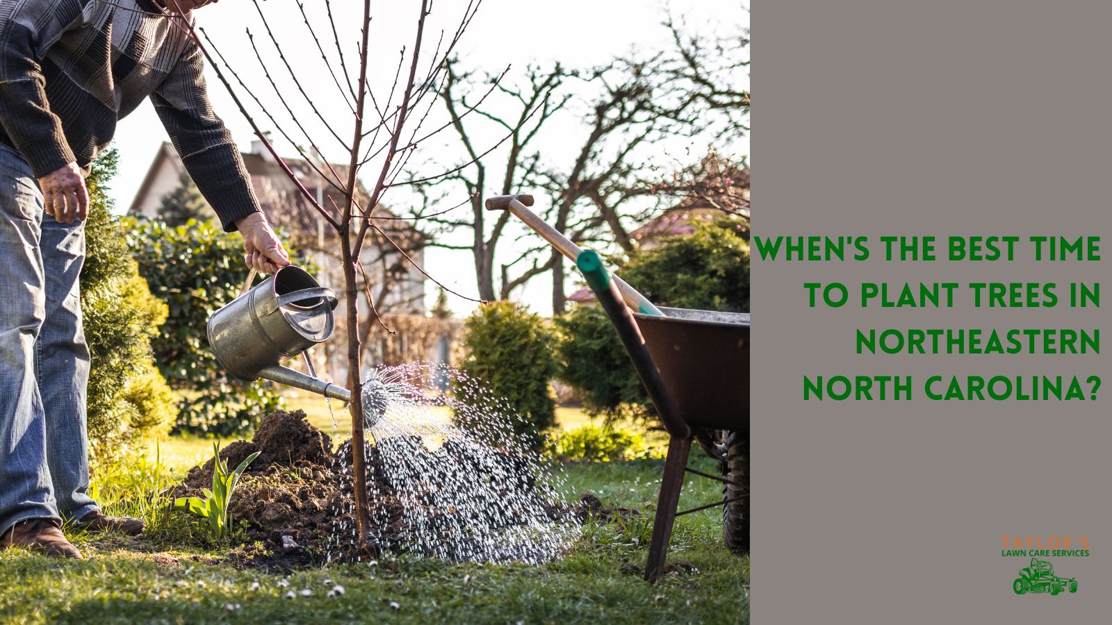 Plant Trees in Eastern NC: Here are the best times and which trees