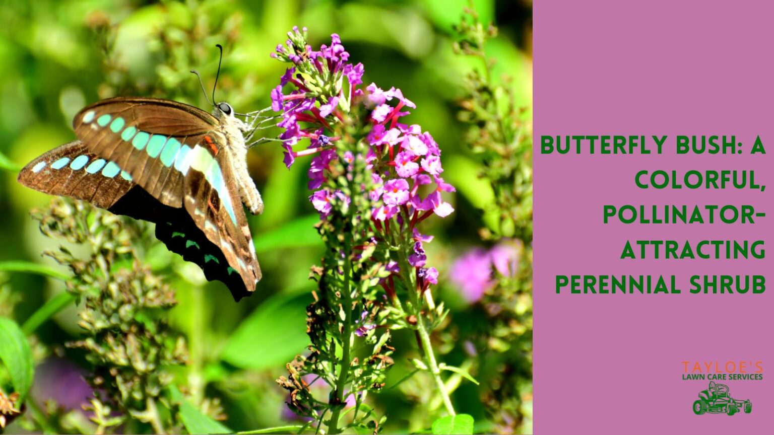 Pollinator Flowers: Naturally attract lawn and garden helpers - Tayloe ...