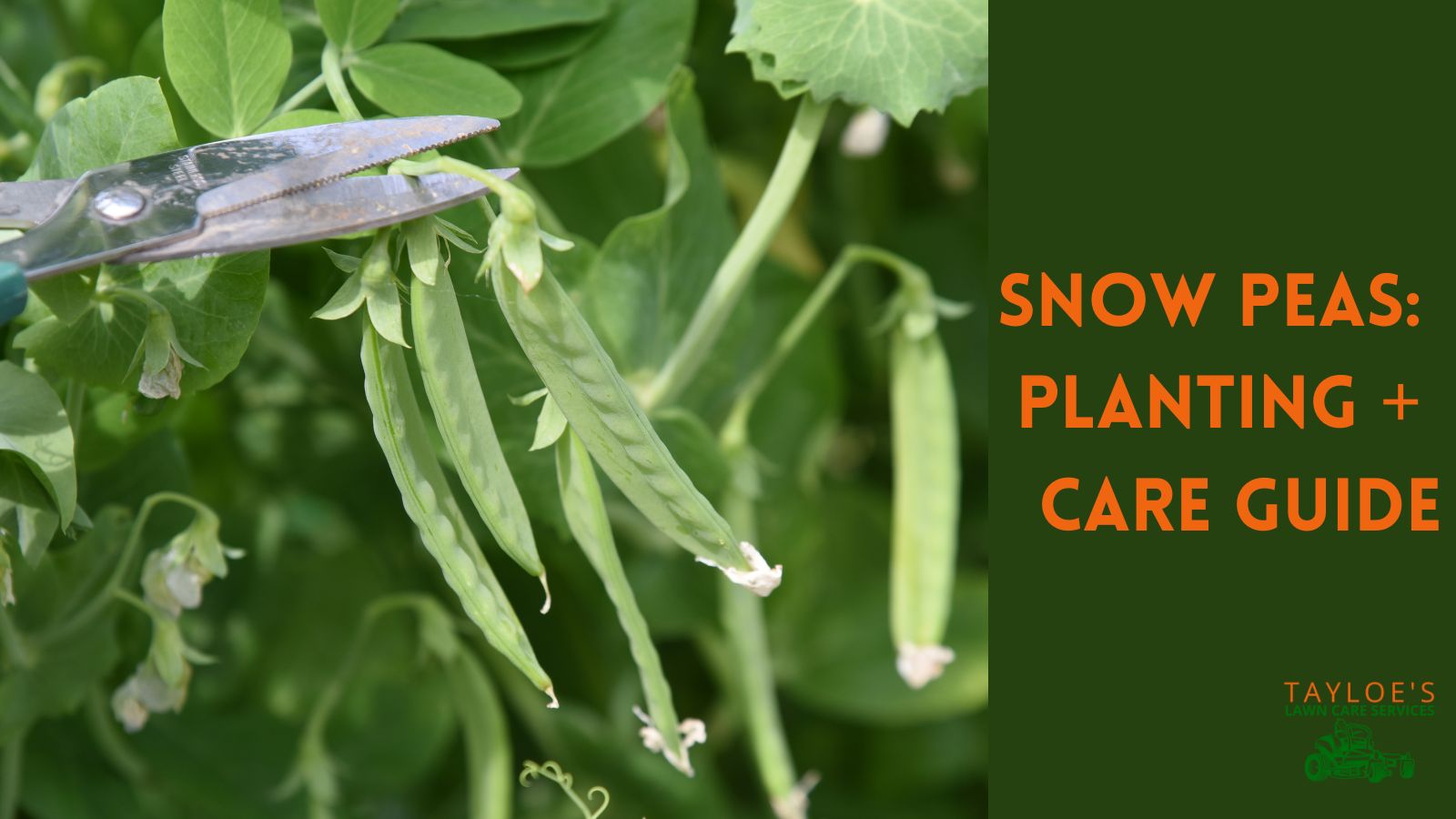 Snow Peas: Grow, care, and harvesting guide - Tayloe's Lawn Care ...