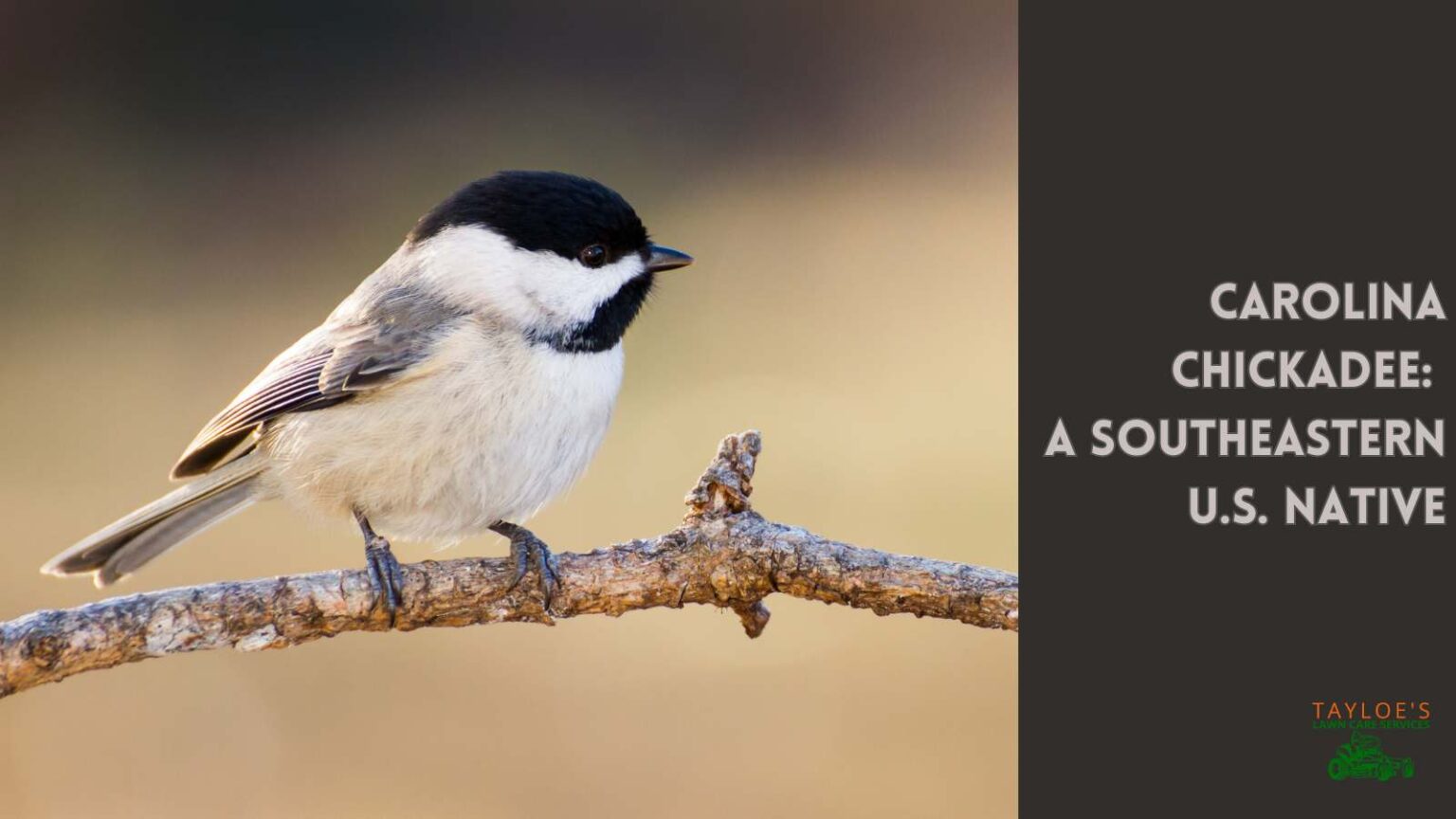 Carolina Chickadees: A non-migratory NC native bird species - Tayloe's ...