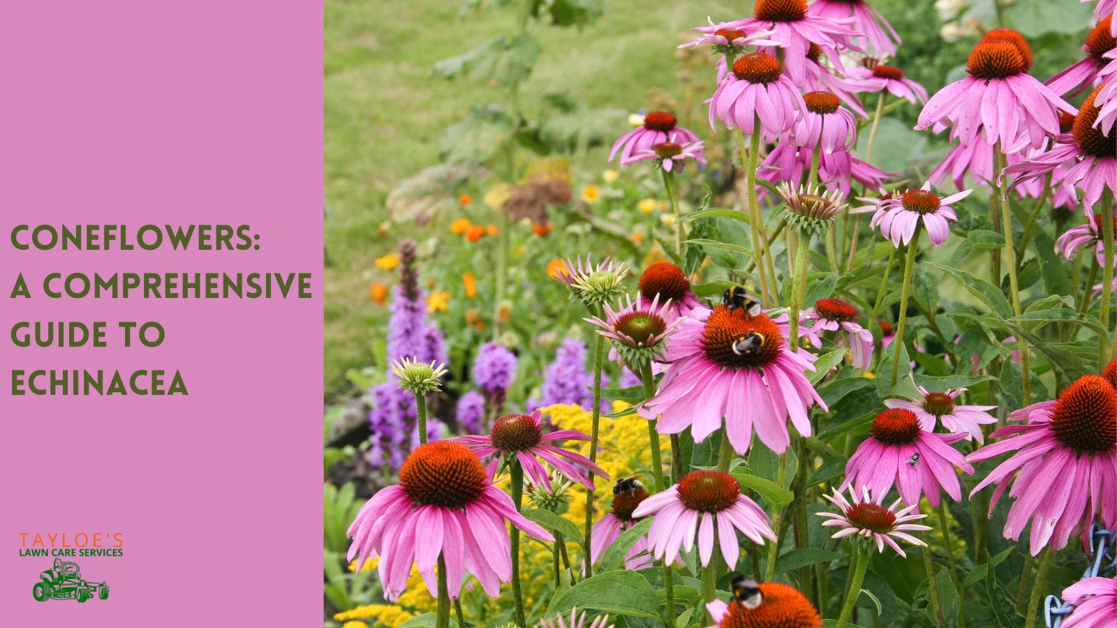 Coneflowers: Growing echinacea in your garden - Tayloe's Lawn Care ...