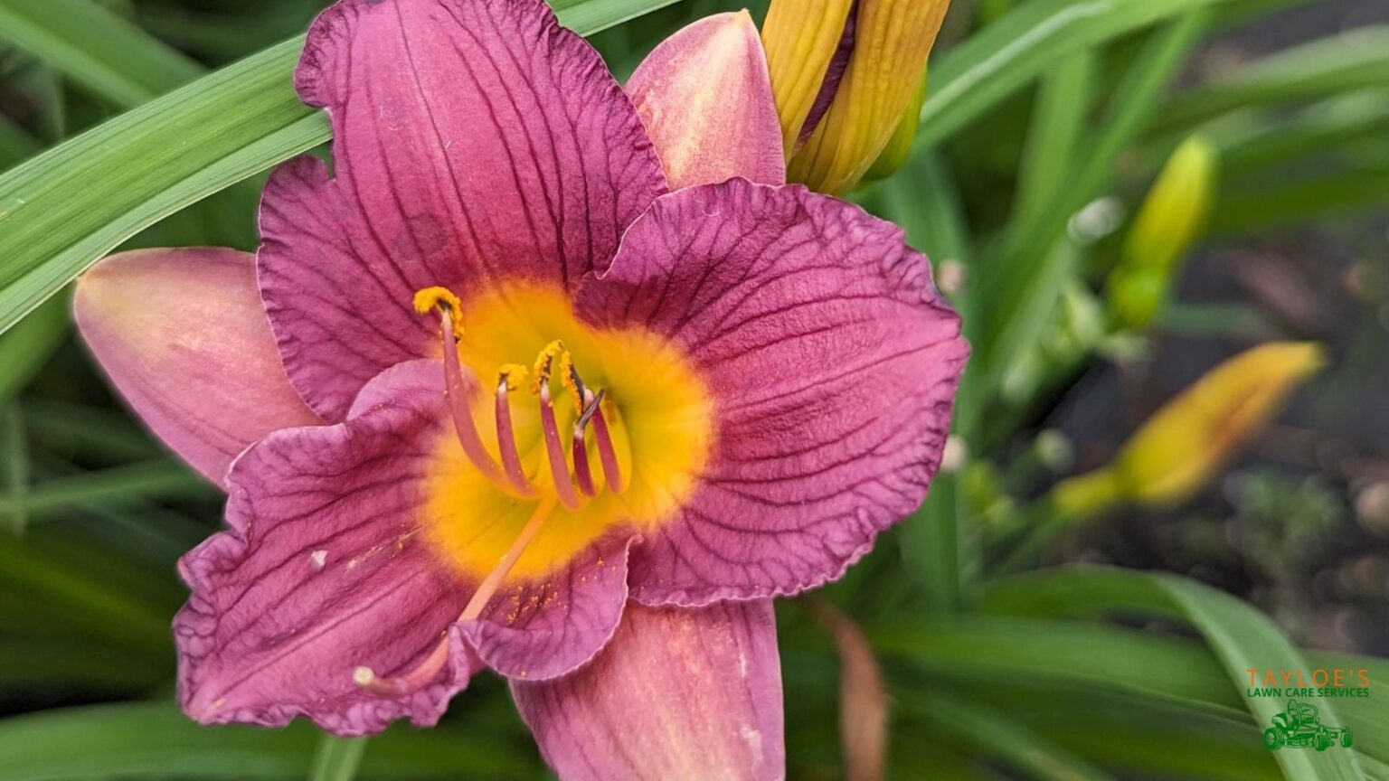 Purple D'oro Daylily: Care and maintenance - Tayloe's Lawn Care ...