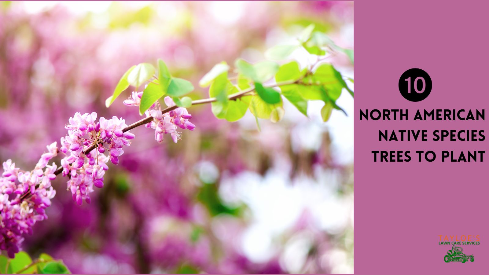 North American native species trees beautify your yard - try these