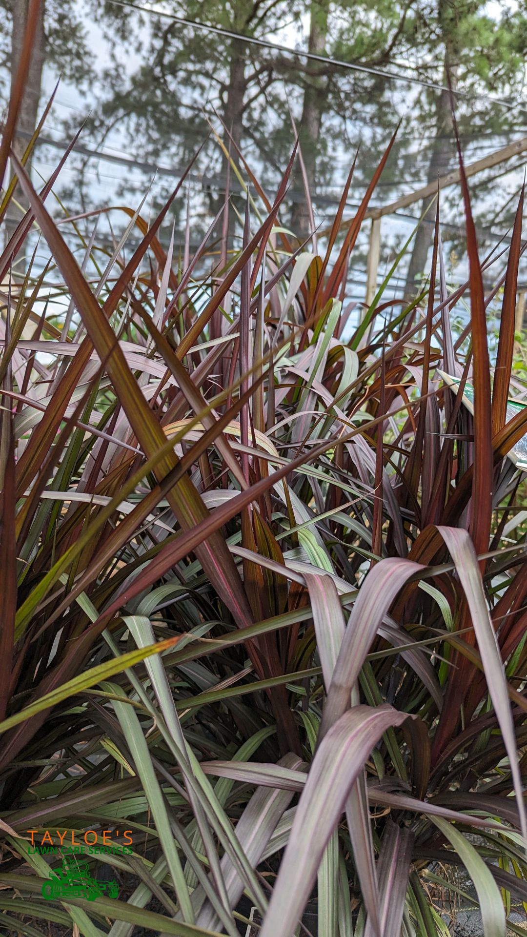 Pennisetum Regal Princess growing and care guide
