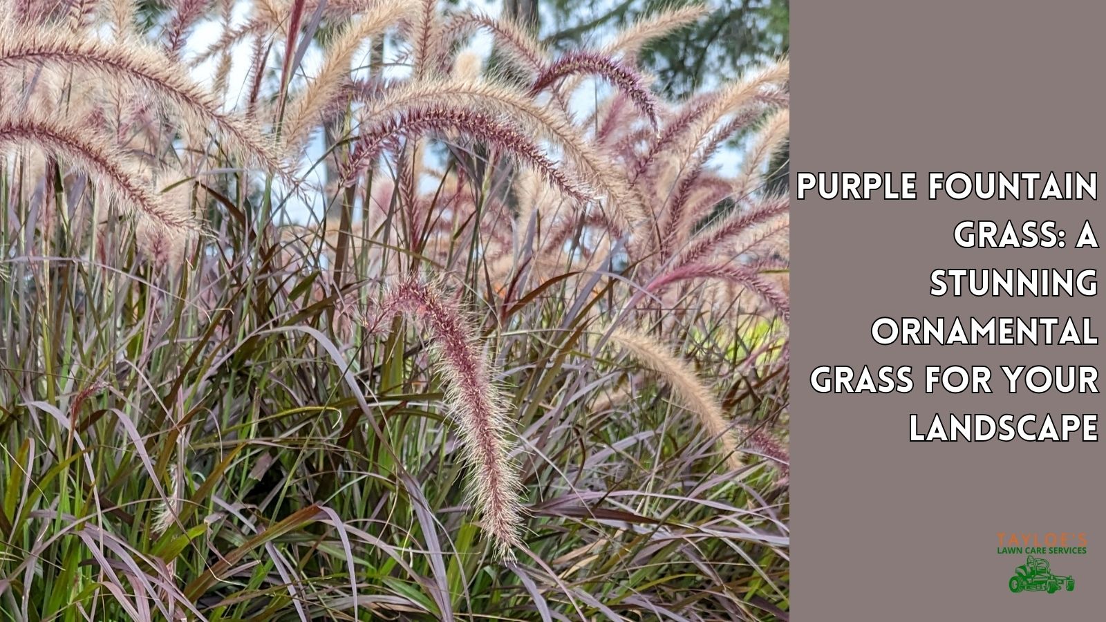 Purple Fountain Grass: A stunning ornamental for your gardens - Tayloe ...