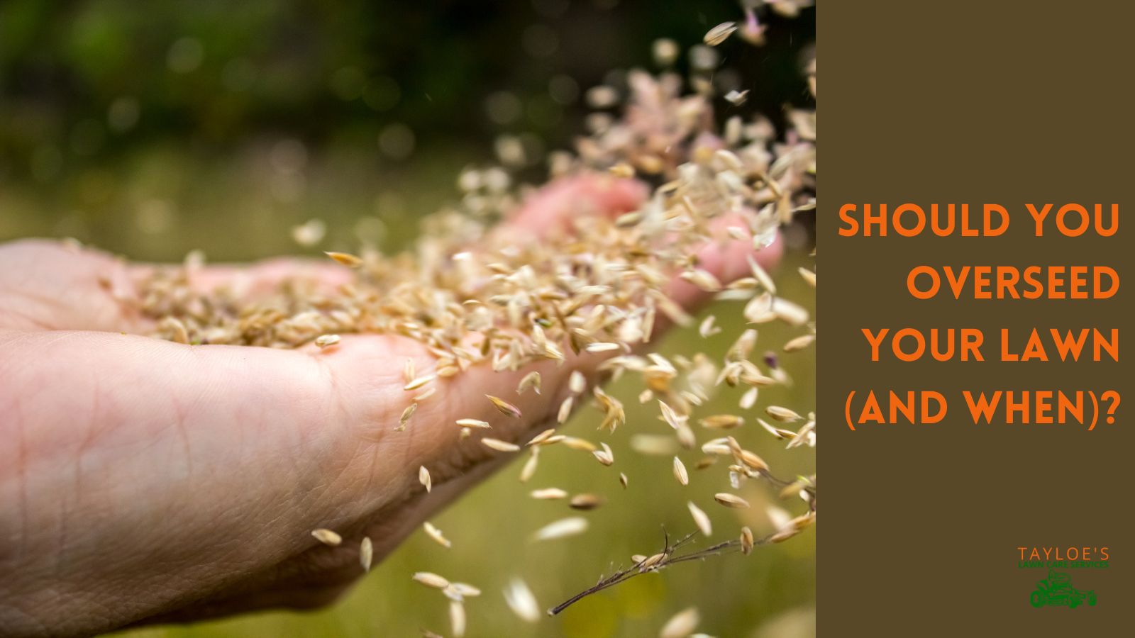 Why you should overseed your lawn and tips to get started - Tayloe's ...