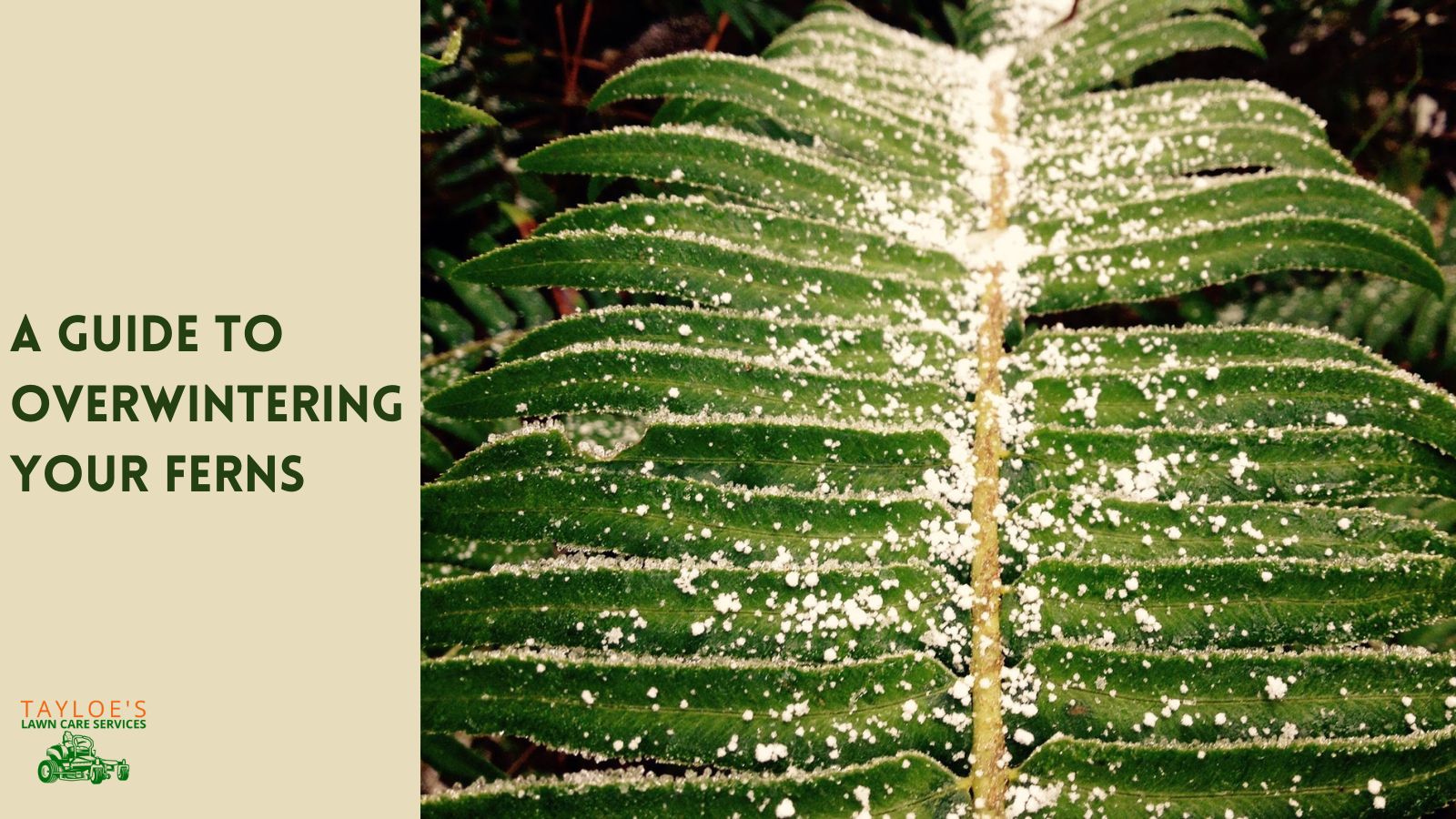 Overwintering Ferns in Northeastern NC: Tips for winter fern care ...