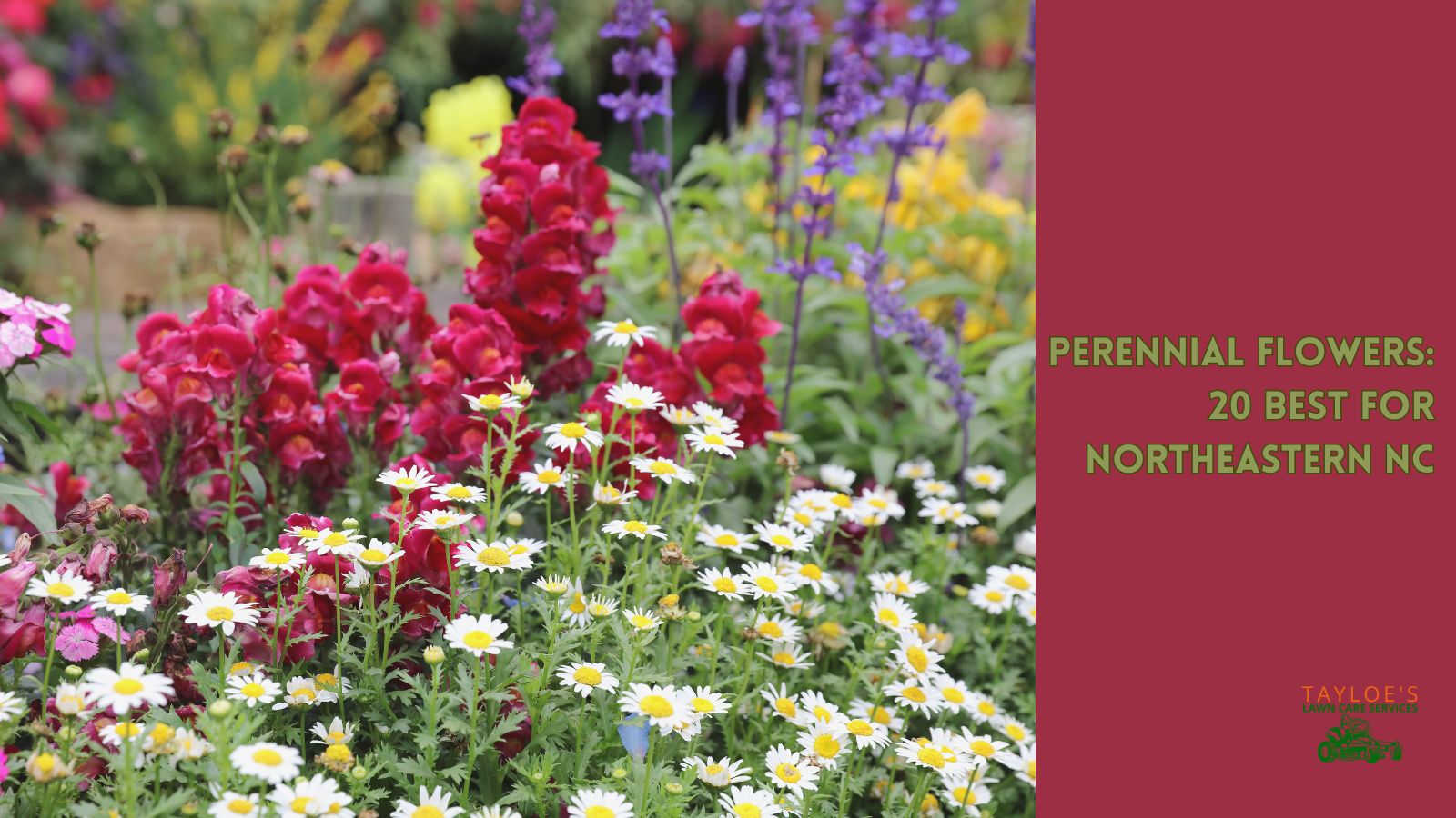 Perennial Flowers: 20 Easy-care favorites to try - Tayloe's Lawn Care ...