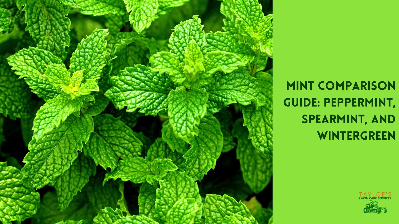 Mint Comparison Guide: Peppermint, spearmint, and wintergreen - Tayloe ...
