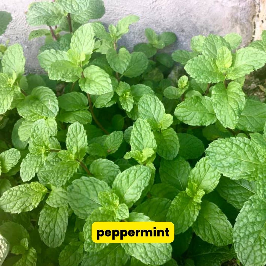 Mint Comparison Guide: Peppermint, spearmint, and wintergreen - Tayloe ...