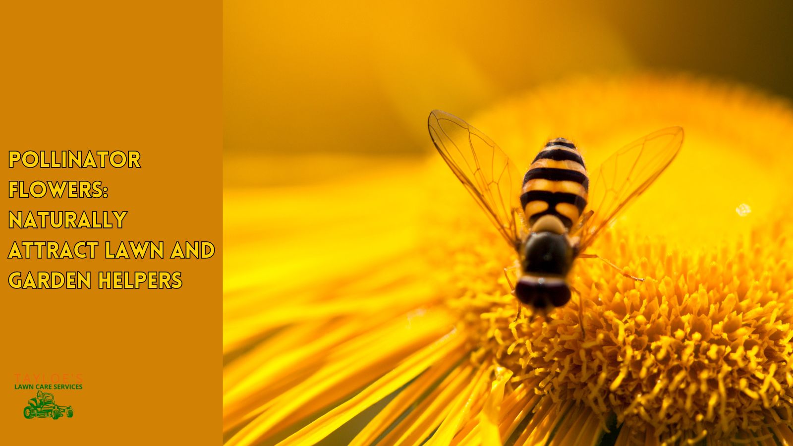 Pollinator Flowers: Naturally attract lawn and garden helpers - Tayloe ...