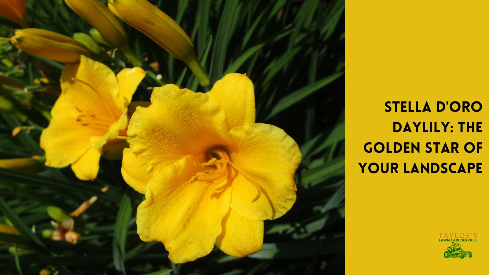 Stella D'Oro daylily growing and care guide - Tayloe's Lawn Care ...