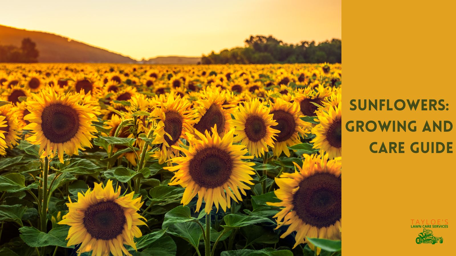 Sunflowers: Growing and care tips - Tayloe's Lawn Care Services, LLC