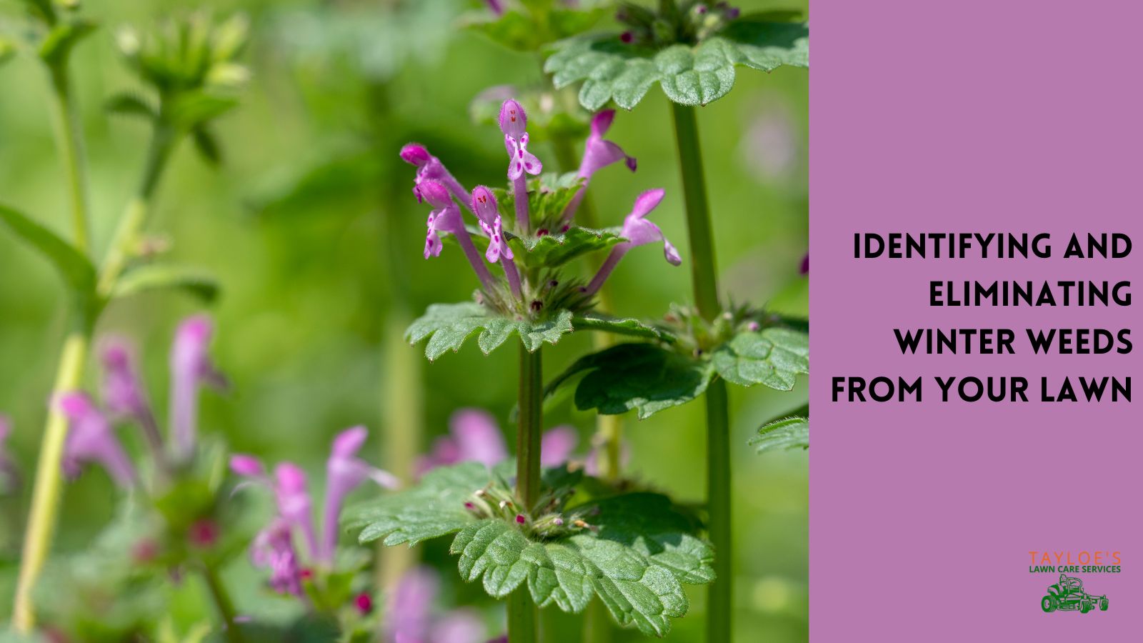 Winter Weeds: Identifying and eliminating them from your NC lawn ...