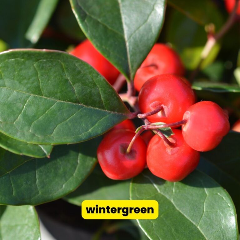 Mint Comparison Guide: Peppermint, spearmint, and wintergreen - Tayloe ...