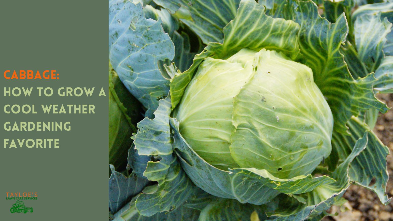 Cabbage: How to grow a cool weather gardening favorite - Tayloe's Lawn ...