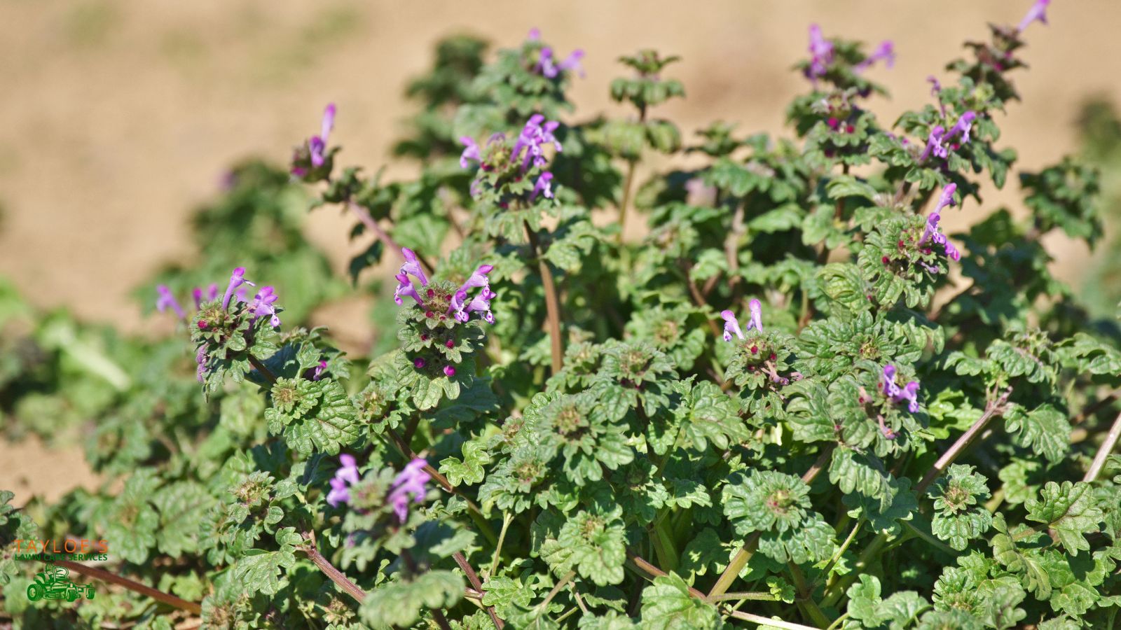 Henbit: Controlling a pesky winter annual weed - Tayloe's Lawn Care ...