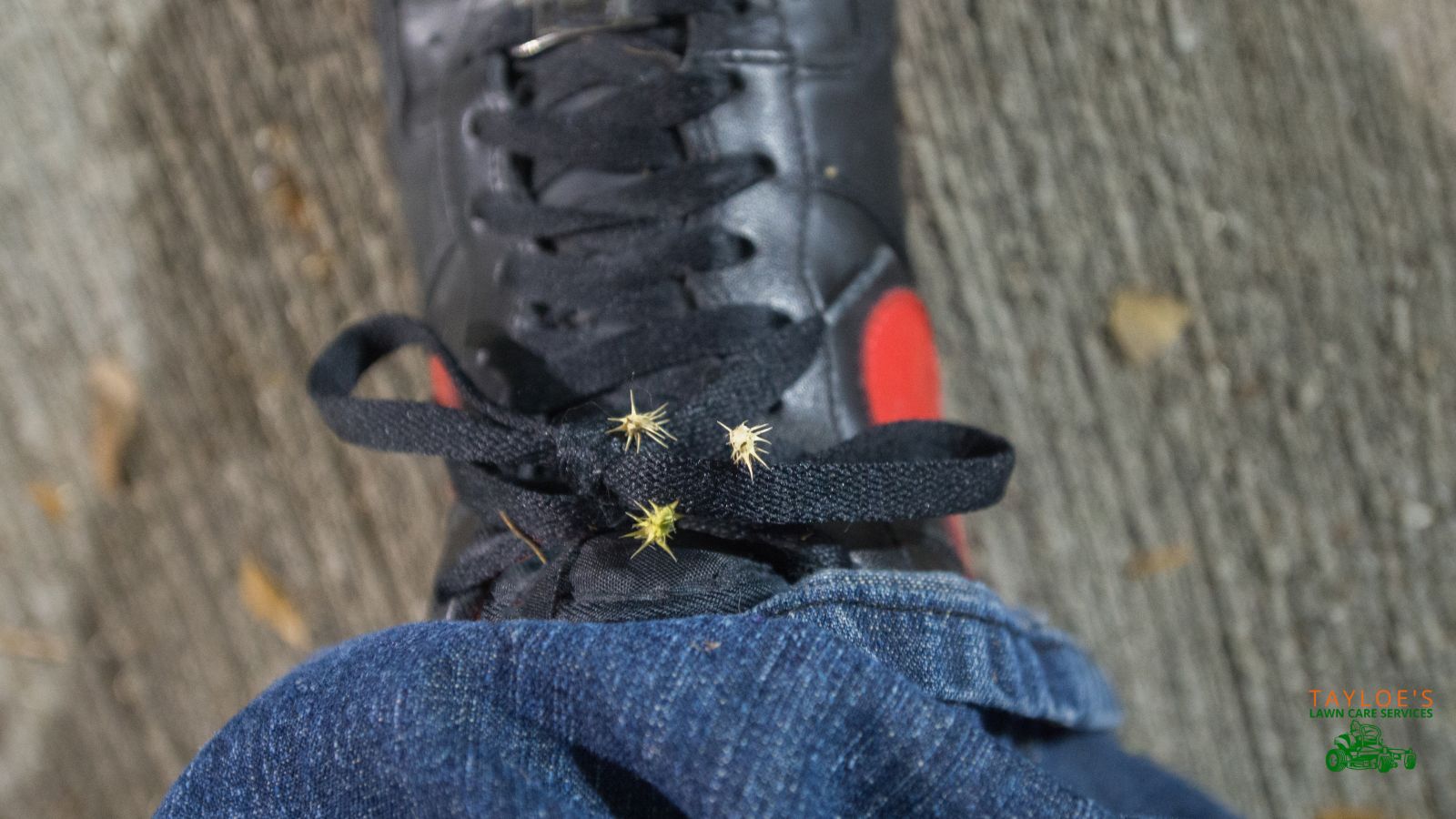 Sand Spurs: Removing a scourge from your lawn - Tayloe's Lawn Care ...