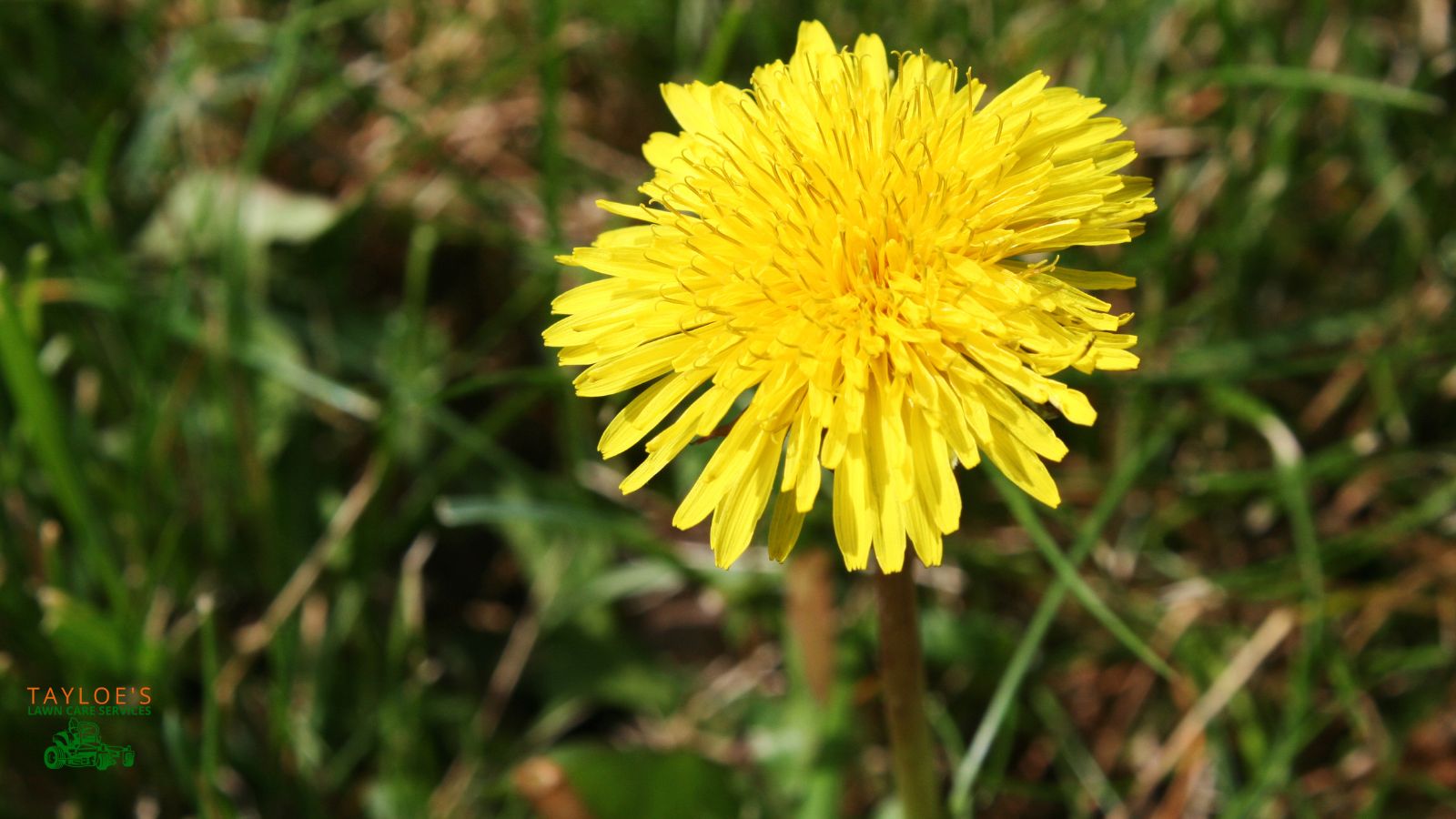 Winter Weeds: Identifying and eliminating them from your NC lawn ...