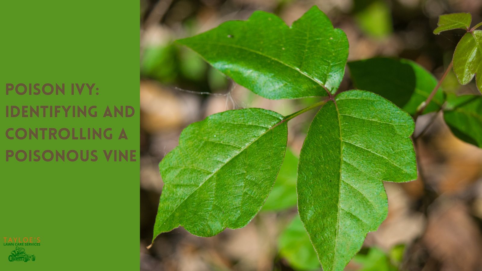 Poison Ivy: Identifying and removing a poisonous vine - Tayloe's Lawn ...