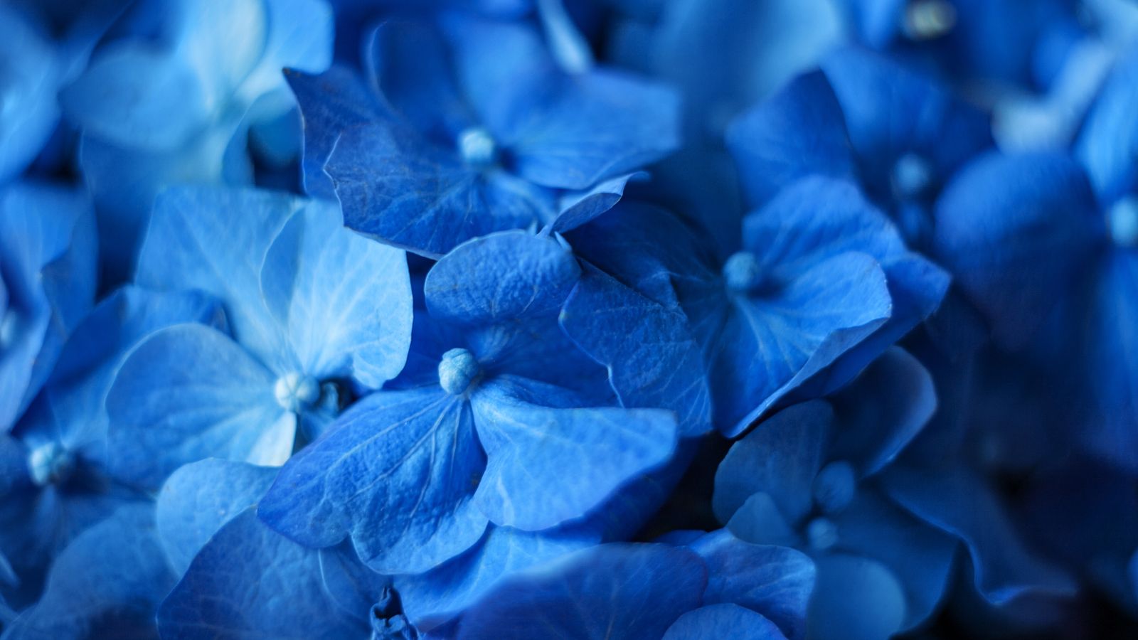 Blue flowers are a rarity in nature, here's why - Tayloe's Lawn Care ...
