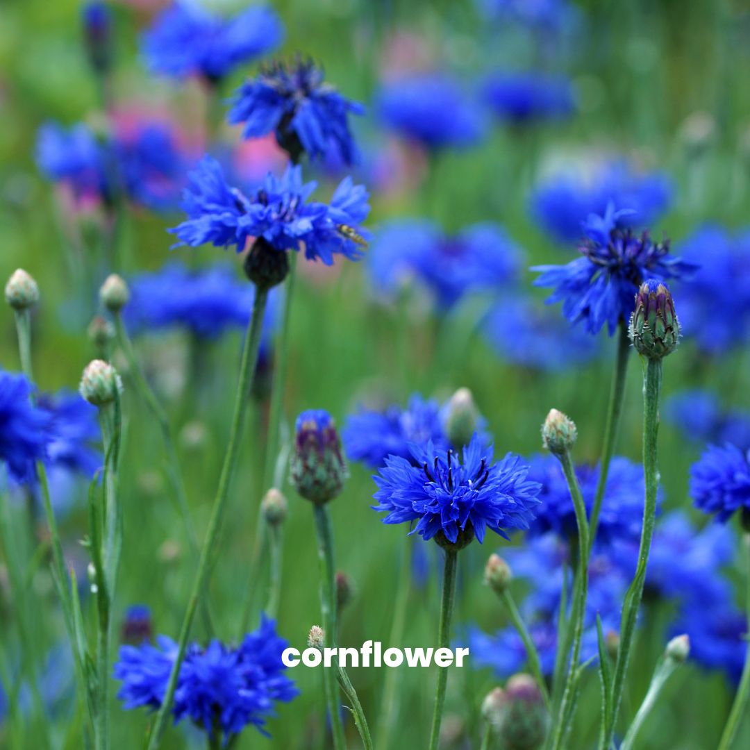 Blue flowers are a rarity in nature, here's why - Tayloe's Lawn Care ...