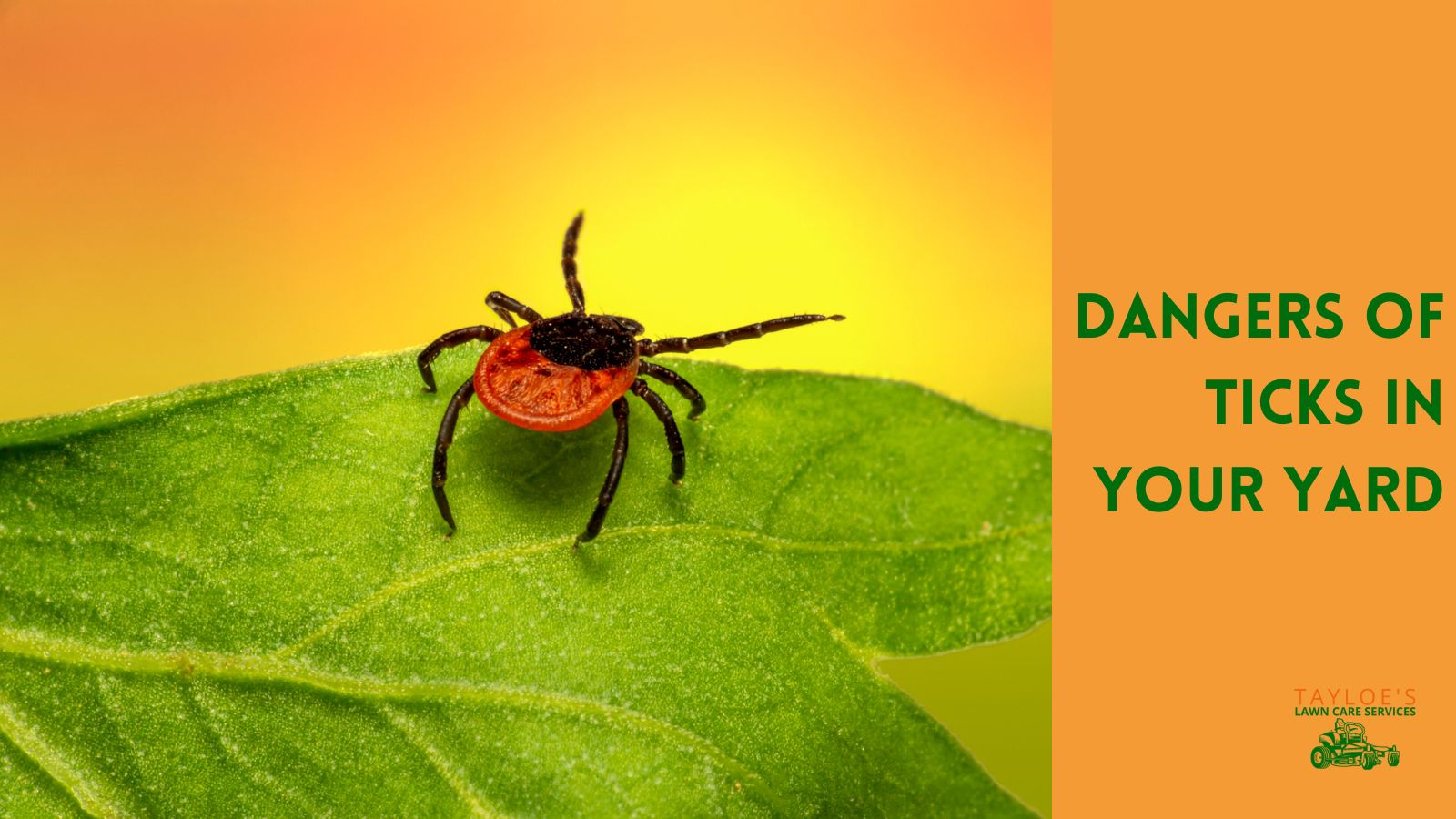 Dangers of Ticks: Must-know facts for you & your pets - Tayloe's Lawn ...