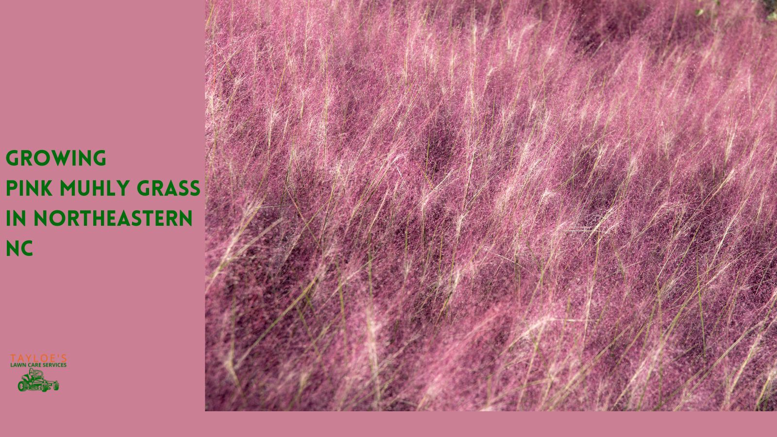 Pink muhly grass: Complete growing guide for NC - Tayloe's Lawn Care ...