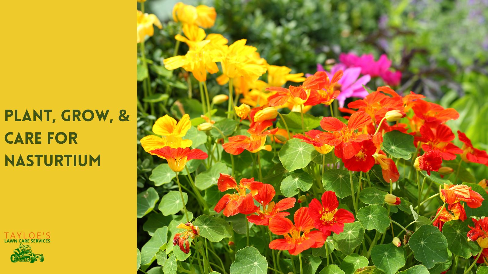 Nasturtium Ultimate Planting And Care Guide Tayloe s Lawn Care