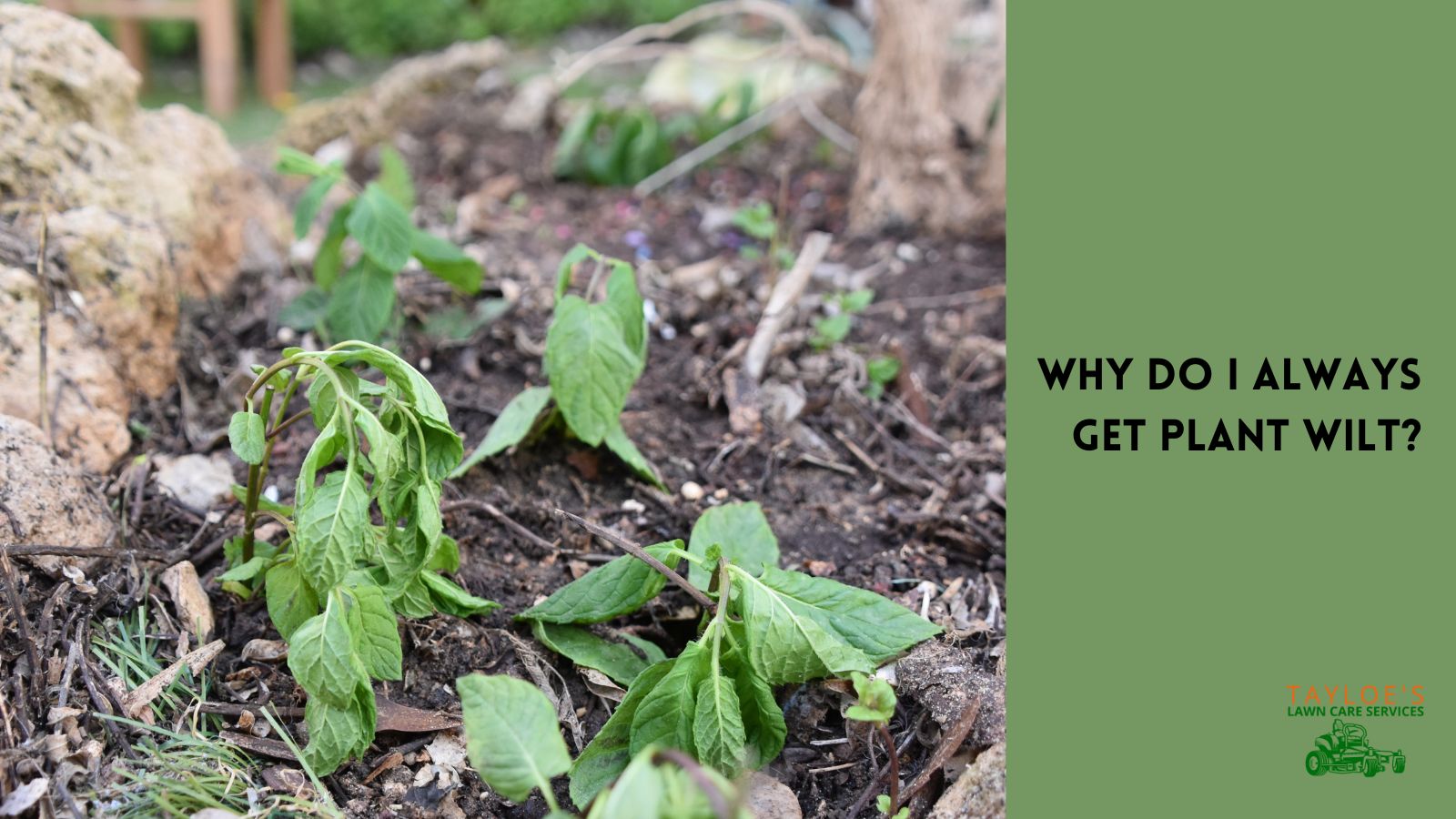 Why do I always get plant wilt? - Tayloe's Lawn Care Services, LLC