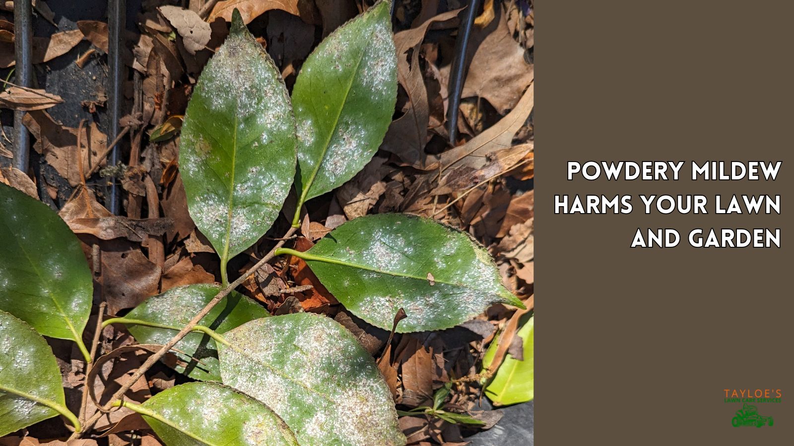 Powdery Mildew: Identifying and treating the disease - Tayloe's Lawn ...