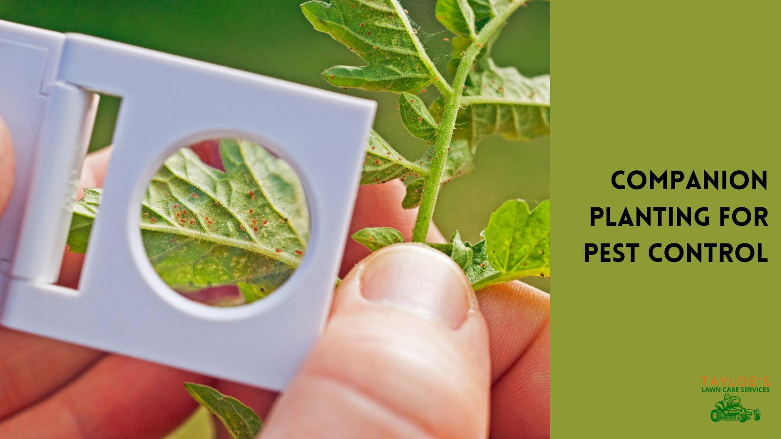Companion planting for pest control - Tayloe's Lawn Care Services, LLC